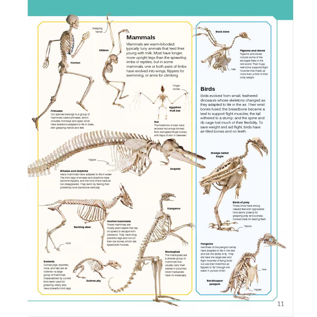 The Skeleton Book - Little Passports