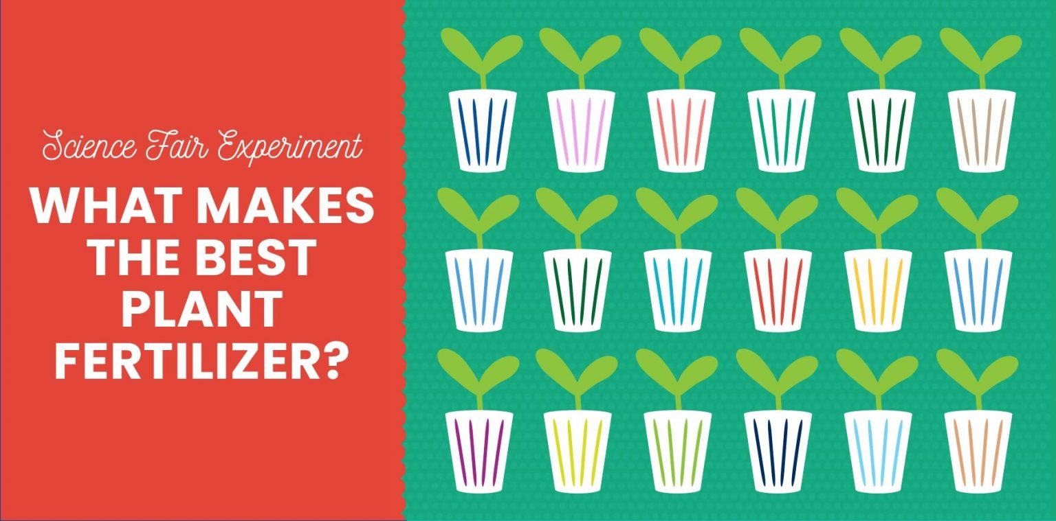 Science Fair Experiment: What Makes the Best Plant Fertilizer? - Little ...