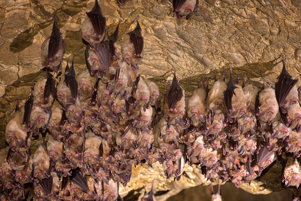 Surprising Hibernation Superpowers - Little Passports