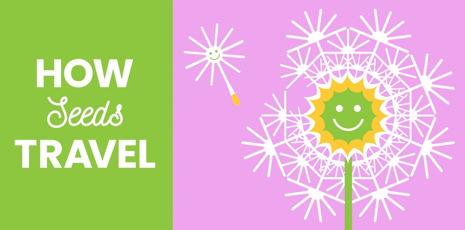 How Seeds Travel - Little Passports