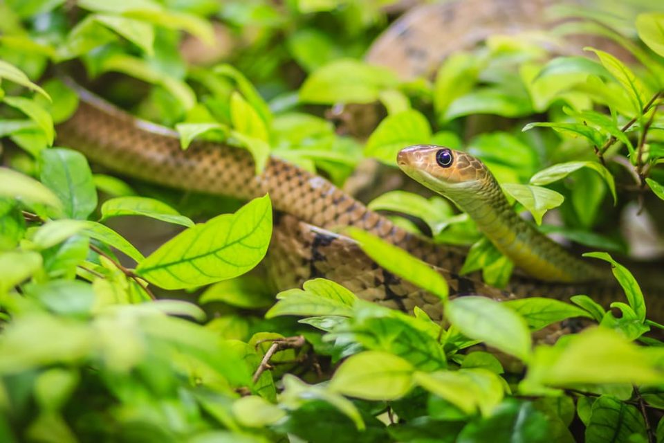 33 Snake Facts for Kids - Little Passports