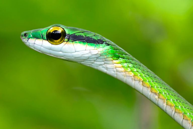 33 Snake Facts for Kids - Little Passports