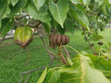 How Seeds Travel - Little Passports