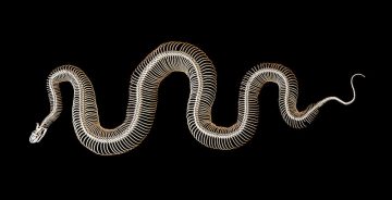 33 Snake Facts for Kids - Little Passports