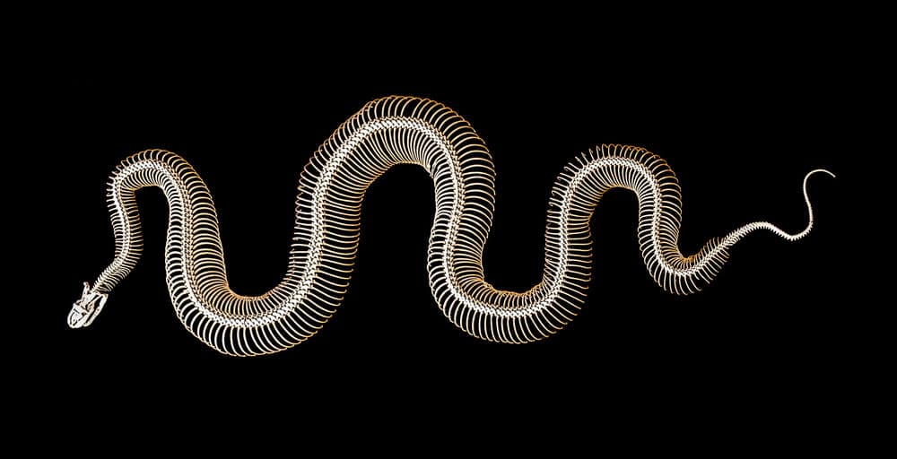 33 Snake Facts for Kids - Little Passports