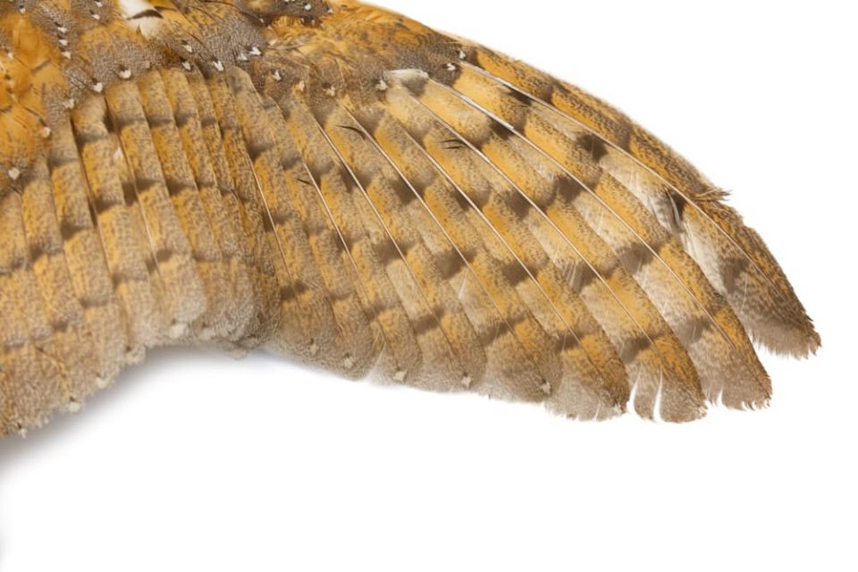 Owl Legs Are a Hoot! - Owl Facts from Little Passports