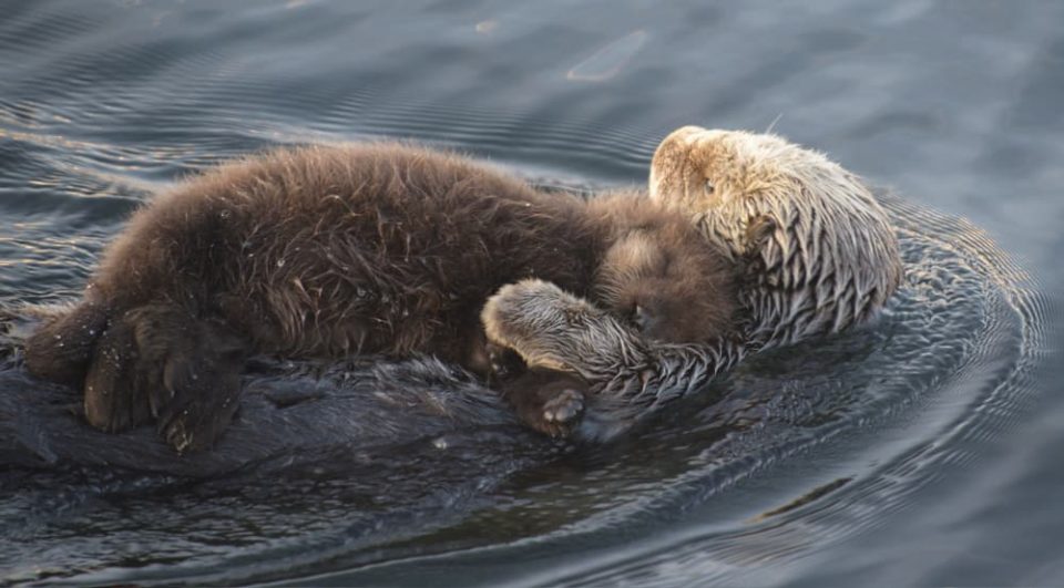 6 Incredible Sea Animals - Orcas, Blue Whales, and More from Little ...